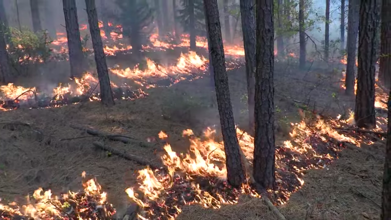 Inside a Prescribed Burn - The Lookout
